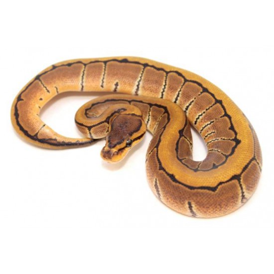Python royal "Pinstripe" - Python regius