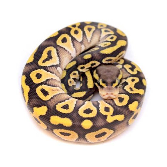Python regius "Pastel" - Python royal - Bebesaurus animalerie ...