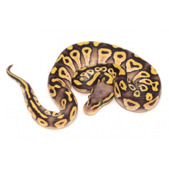Python royal "Mojave Pastel" - Python regius