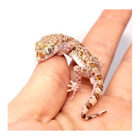 Gecko élégant - Stenodactylus sthenodactylus