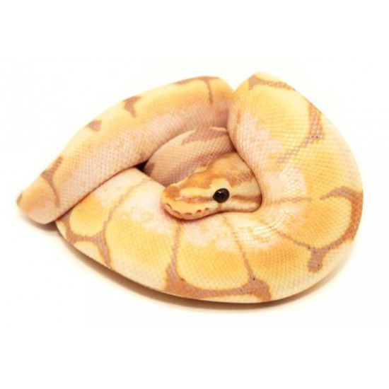 Python royal "Banana spider" - Python regius