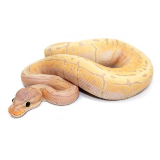 Python royal "Banana pinstripe" - Python regius
