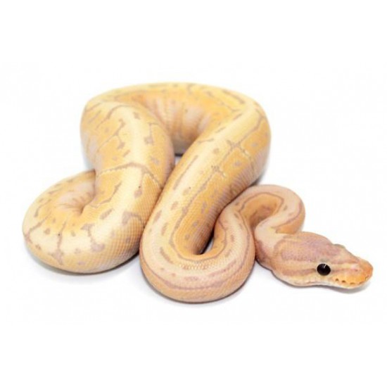 Python royal "Banana pinstripe" - Python regius