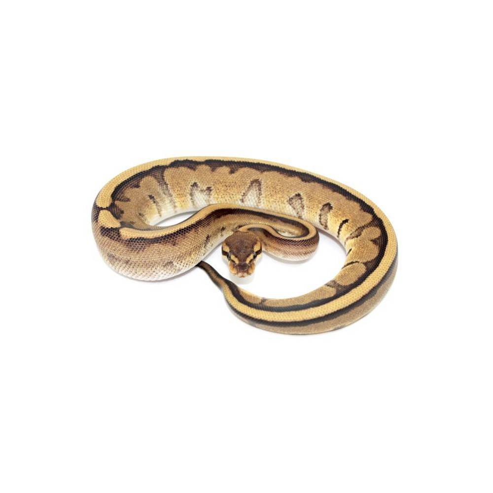 Python royal "Genetic stripe" - Python regius