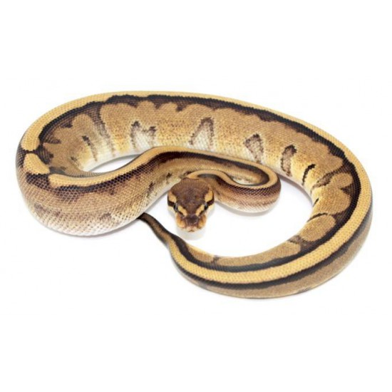 Python royal "Genetic stripe" - Python regius