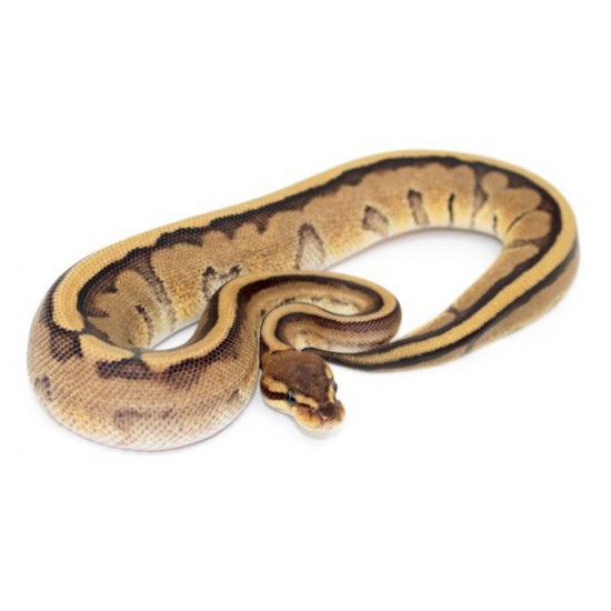Python royal "Genetic stripe" - Python regius