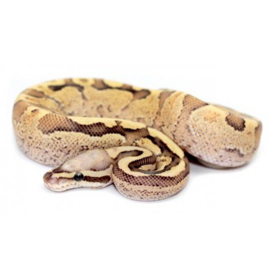 Python royal "Vanilla cream" - Python regius