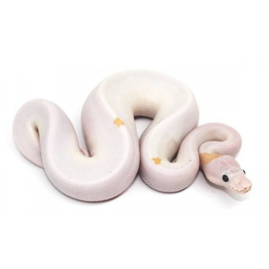 Python royal "Super Fire" - Python regius