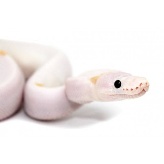 Python royal "Super Fire" - Python regius