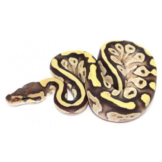 Python royal "Fire Mojave" - Python regius