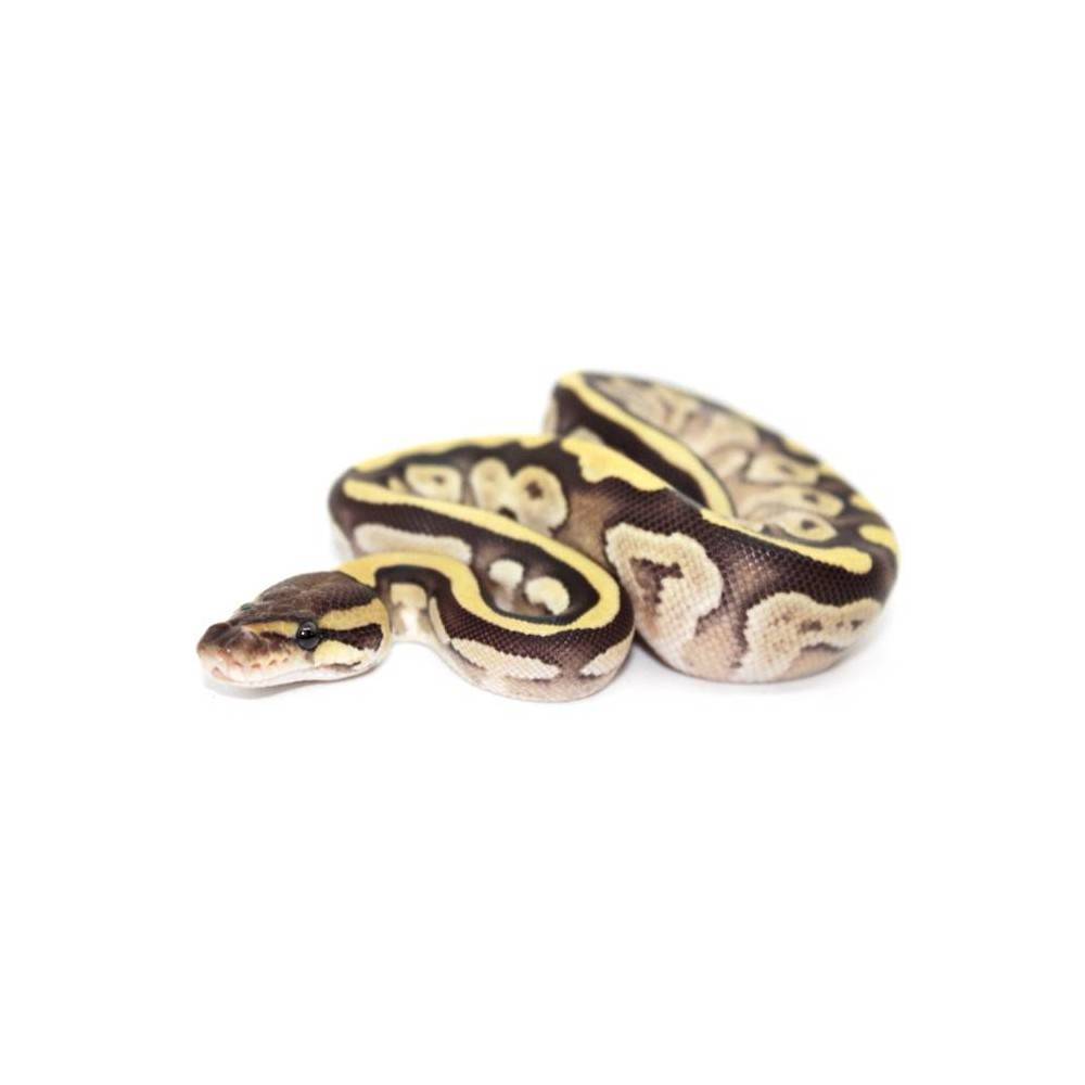 Python royal "Fire Mojave" - Python regius