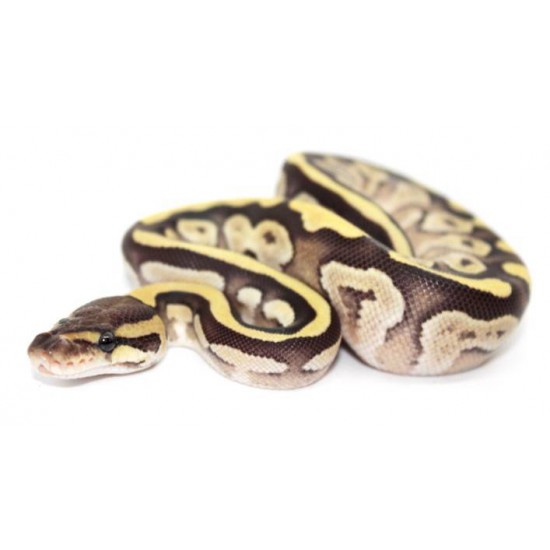 Python royal "Fire Mojave" - Python regius