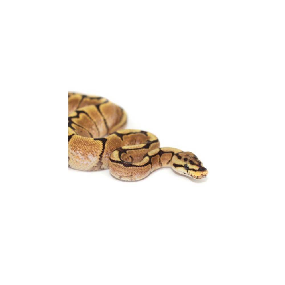 Python royal "Fire Spider sunrise" - Python regius