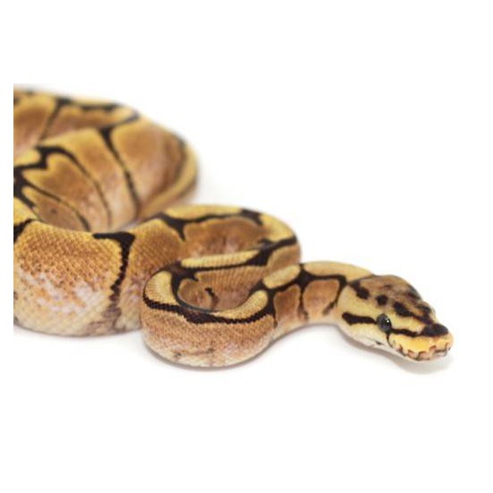 Python royal "Fire Spider sunrise" - Python regius