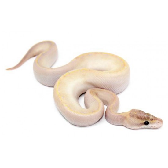 Python royal "Ivory" - Python regius