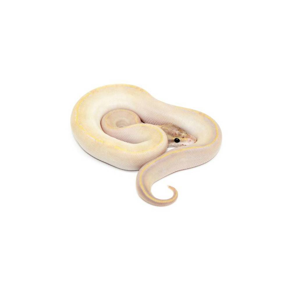 Python royal "Ivory" - Python regius