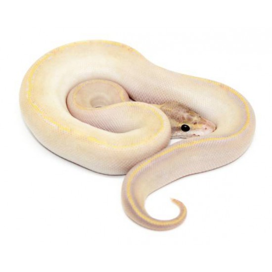 Python royal "Ivory" - Python regius