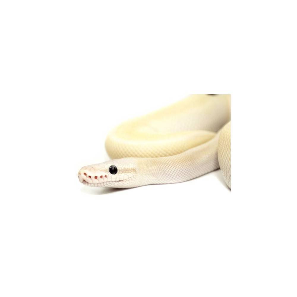 Python royal "Super Mojave" - Python regius