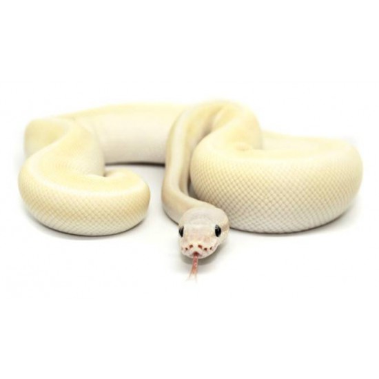 Python royal "Super Mojave" - Python regius