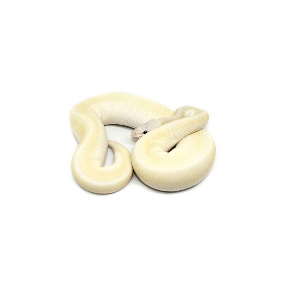 Python royal "Super Mojave" - Python regius