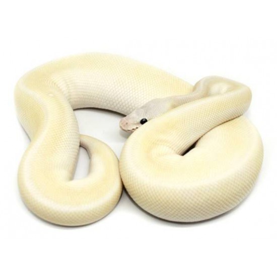 Python royal "Super Mojave" - Python regius