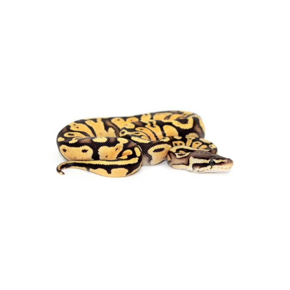 Python regius "Firefly sunrise" - Python royal