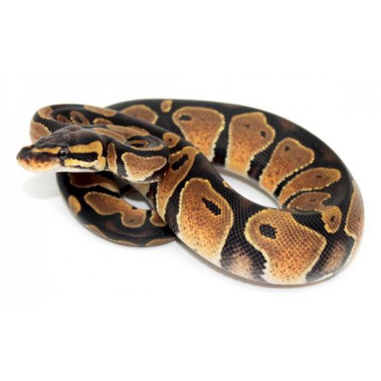 Python royal "Sunrise" - Python regius