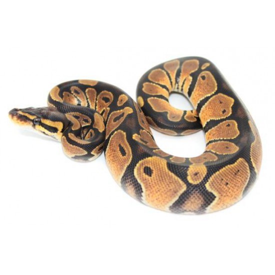 Python royal "Sunrise" - Python regius