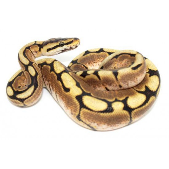 Python royal "Spider Yellow belly" - Python regius