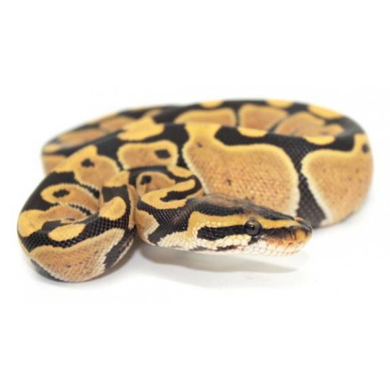 Python royal "Desert ghost" - Nos Python regius en vente