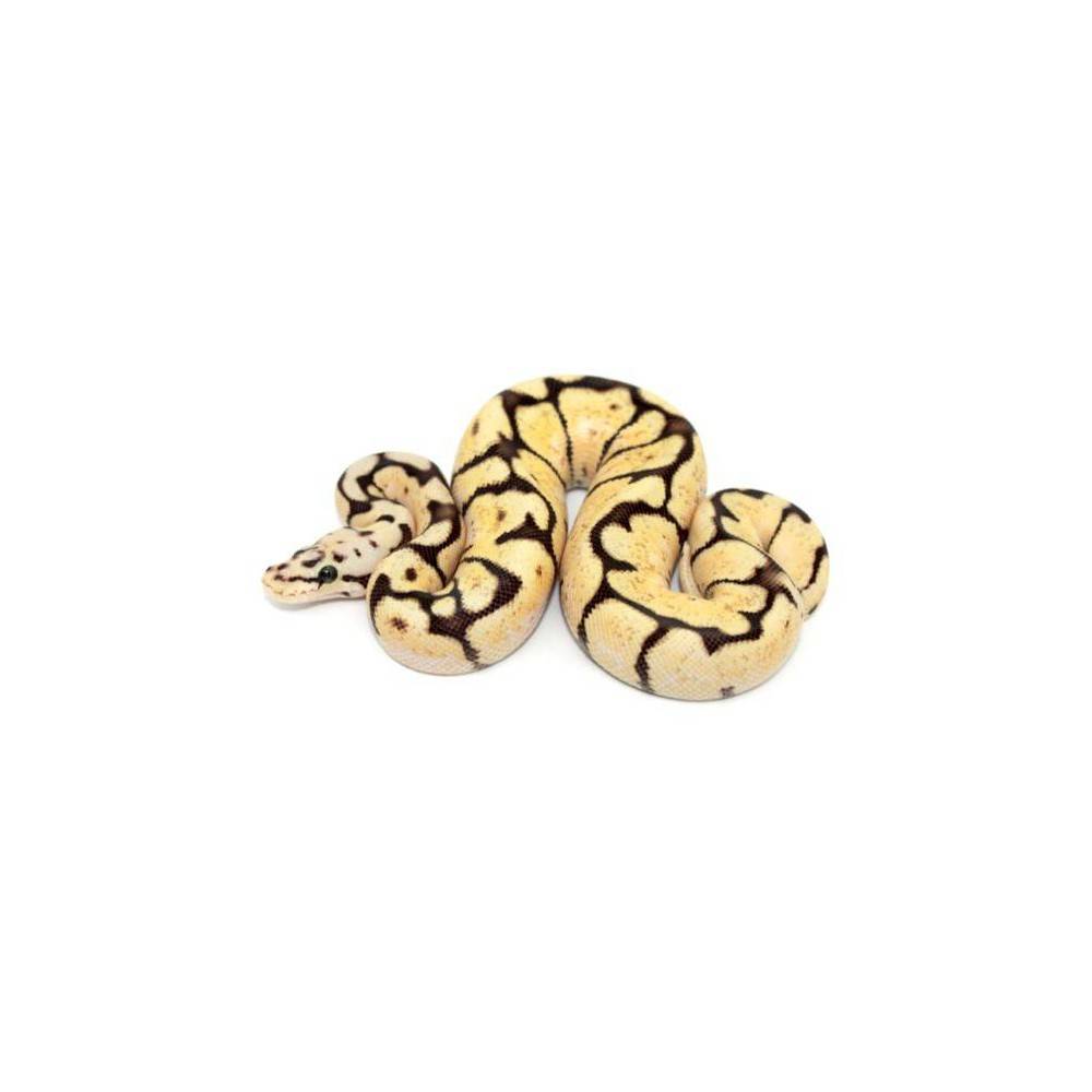 Python regius "Bumblebee Fire Sunrise" - Tous nos pythons royaux ici