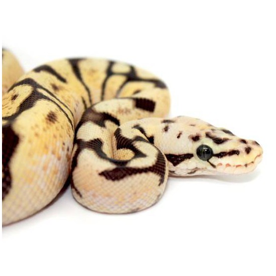 Python regius "Bumblebee Fire Sunrise" - Tous nos pythons royaux ici