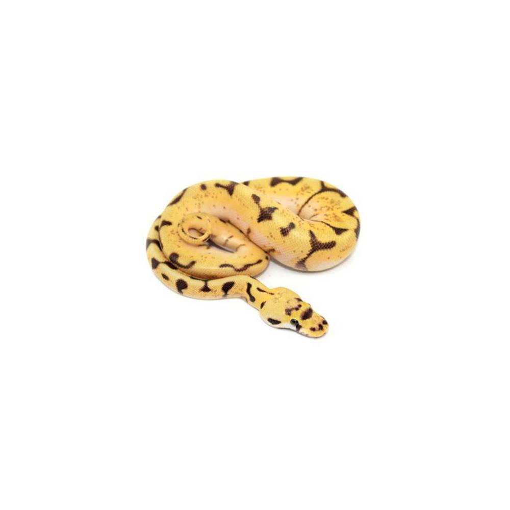 Python royal "Bumblebee Enchi" - Python regius disponibles à la vente