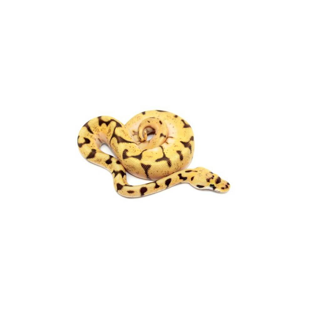 Python royal "Bumblebee Enchi" - Python regius disponibles à la vente