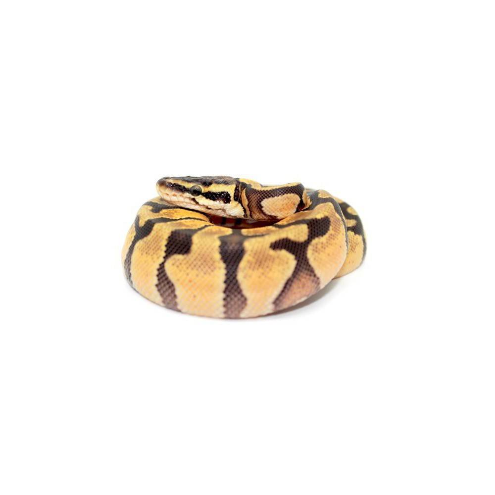 Python royal "Enchi Pastel" - Python regius