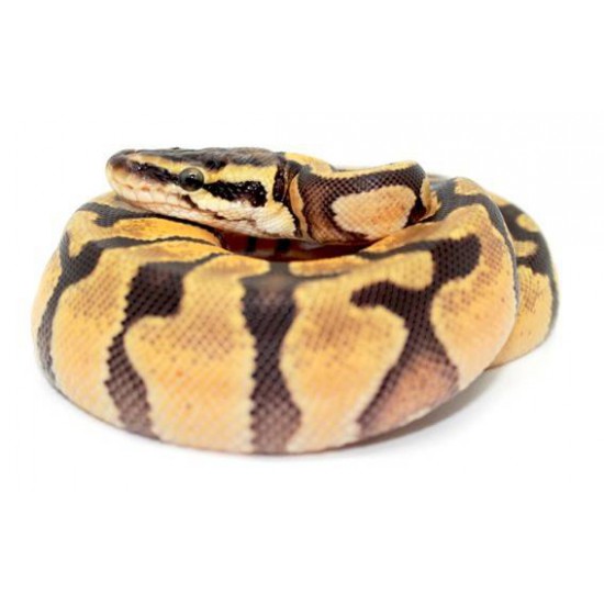 Python royal "Enchi Pastel" - Python regius