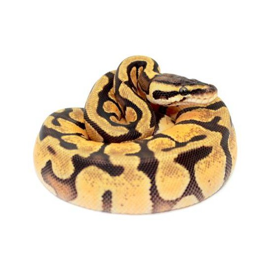 Python royal "Enchi Pastel" - Python regius