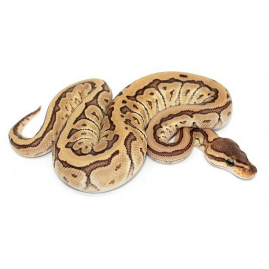 Python royal "Jigsaw" - Python regius