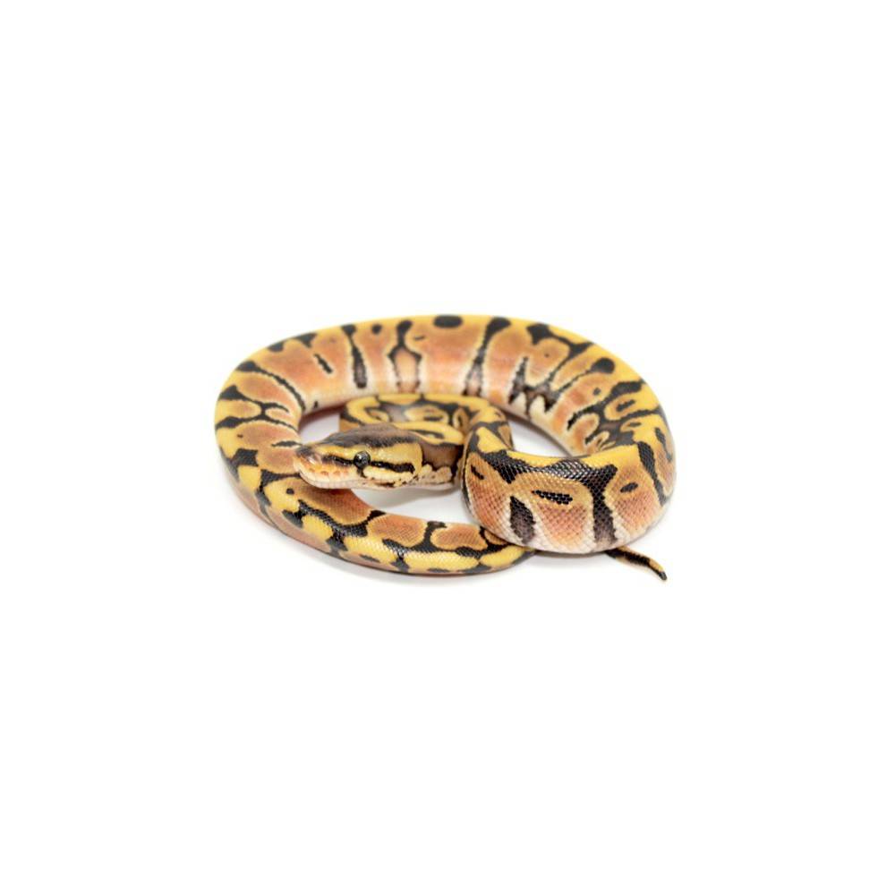 Python royal "Hidden gene coma Granite" - Python regius (Python boule)