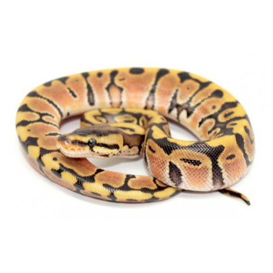Python royal "Hidden gene coma Granite" - Python regius (Python boule)