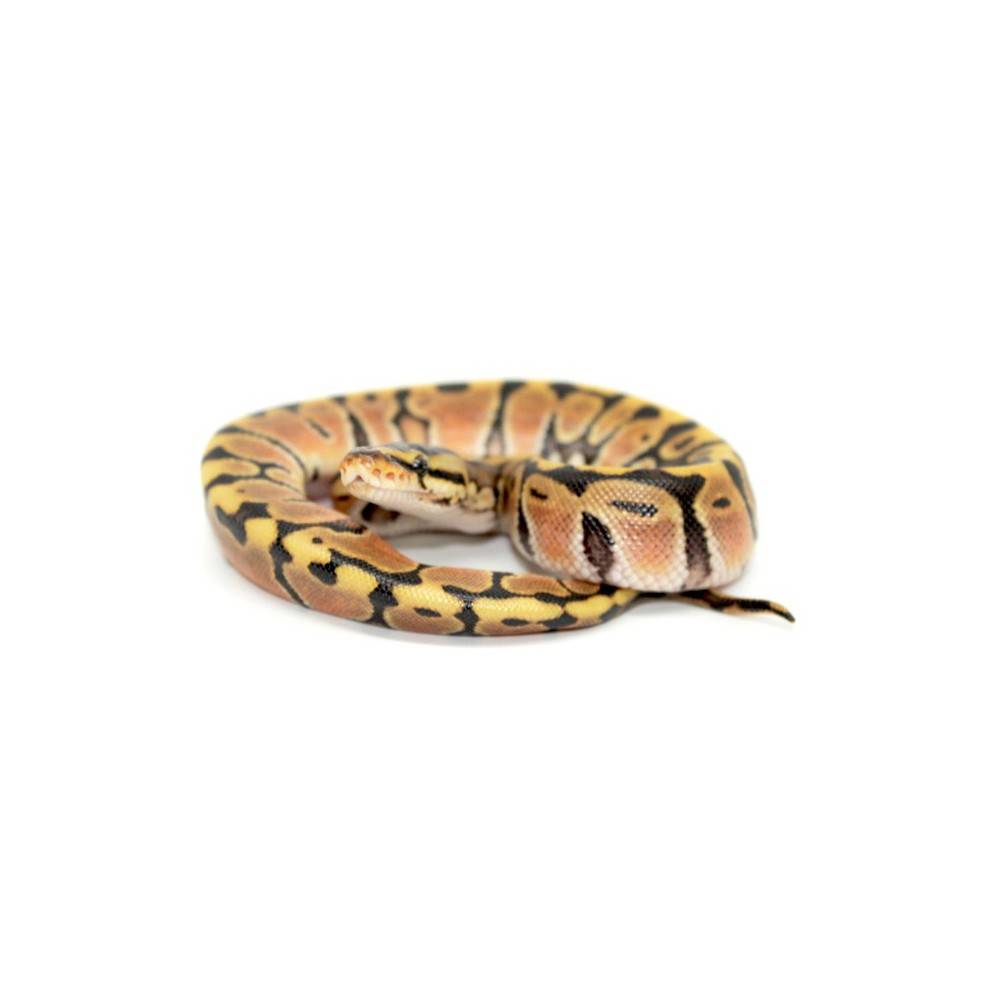 Python royal "Hidden gene coma Granite" - Python regius (Python boule)