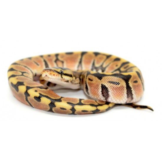 Python royal "Hidden gene coma Granite" - Python regius (Python boule)
