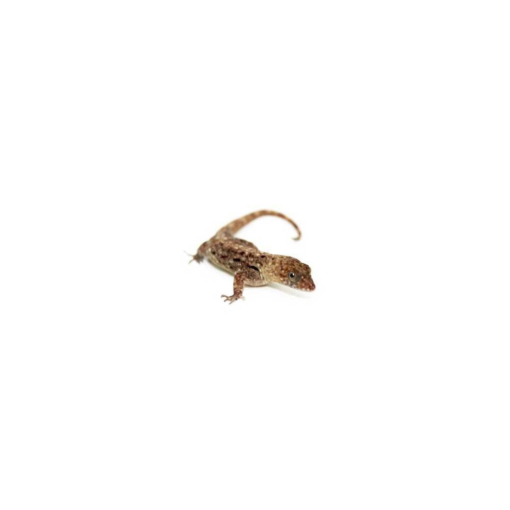Gonatodes albogularis fuscus - Gecko à tête jaune
