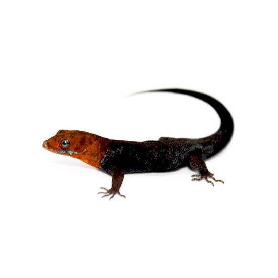 Gonatodes albogularis fuscus - Gecko à tête jaune