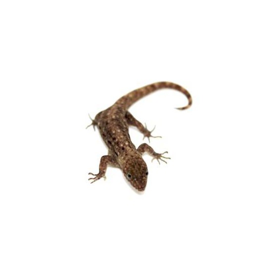 Gonatodes albogularis fuscus - Gecko à tête jaune