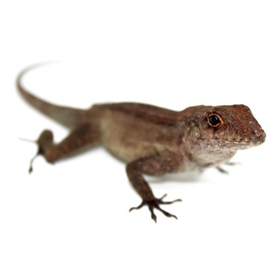 Anolis cristatellus - Anolis à crête