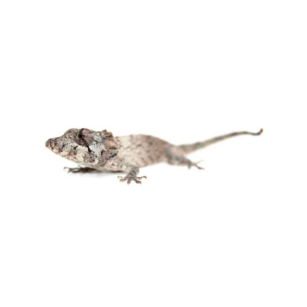 Faux caméléon de Cuba- Anolis barbatus