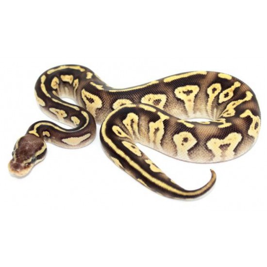 Python regius "Pastave Yellow belly" - Python royal