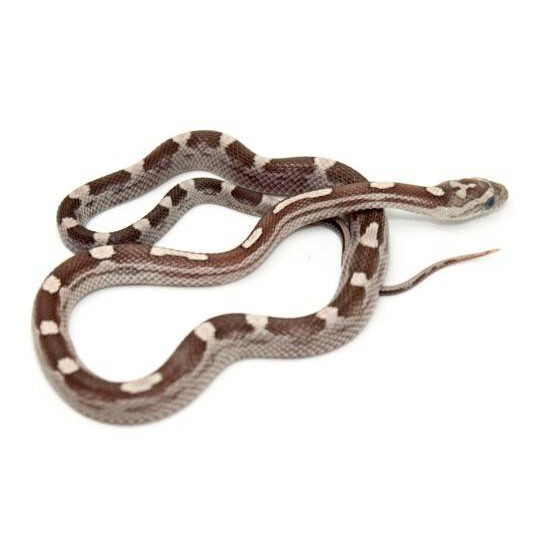 Serpent des blés phase "Ghost motley" - Pantherophis guttatus
