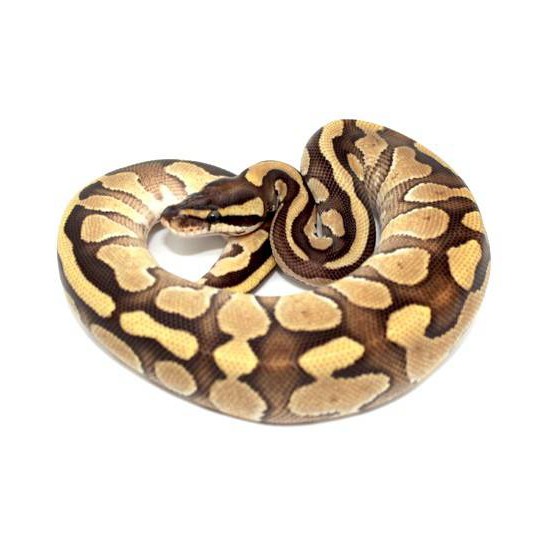 Python regius "Phantom enchi" - Python royal